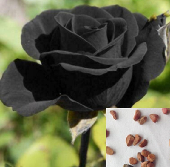 Real Black Rose Bush