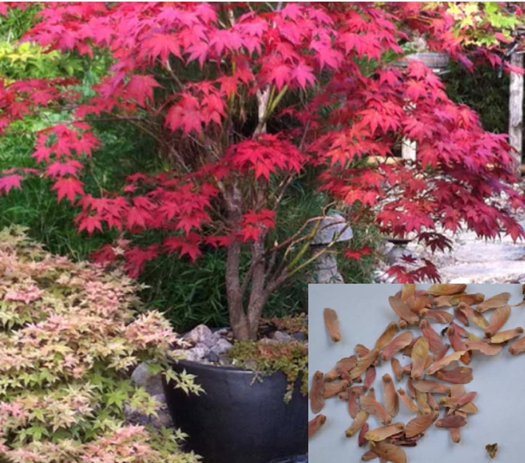 RARE Bloodgood Japanese Red Mapple Tree) 2, 10 or 20 SEEDS )- Air ...