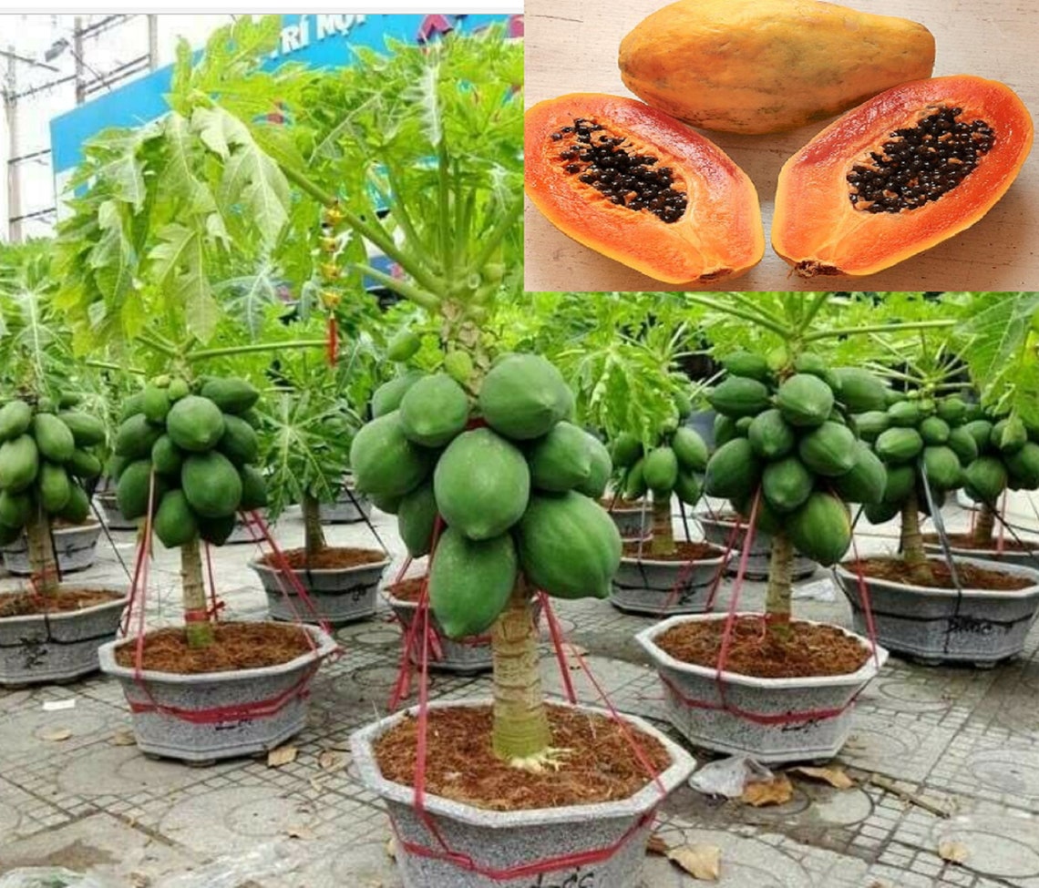 RARE Dwarf Thai Papaya-grows Indoors Small Plant T210.2030 - Etsy