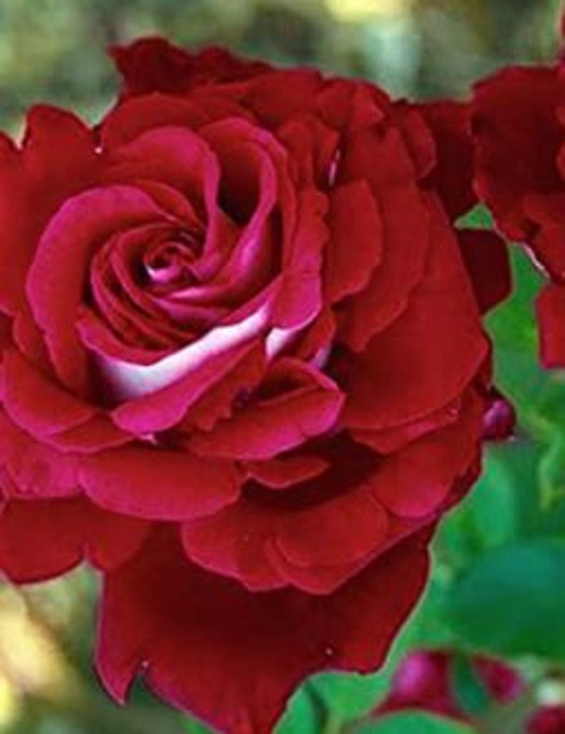 RARE Scarlet Red & White ROSE Flower Tree Bush 10 or 20 - Etsy