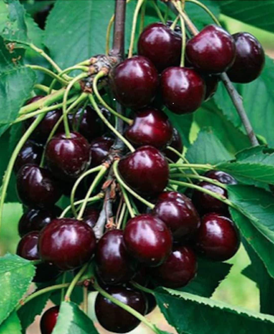 Rare BLACK Cherry-great for Pot Growing Indoors or Out -very Sweet and ...