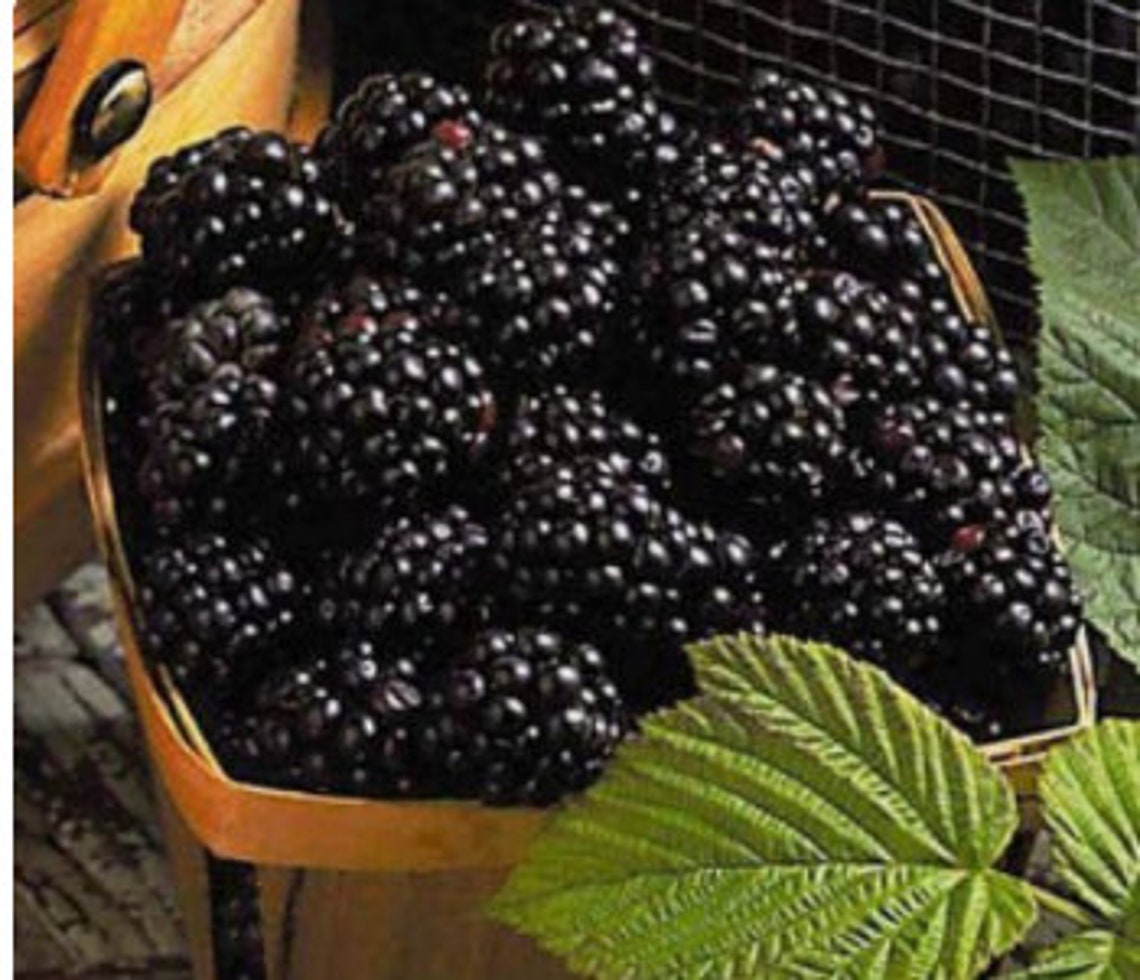 RARE Giant Mulberry-grow Indoors or Out-delicious Fruit 5,30, 100 or ...