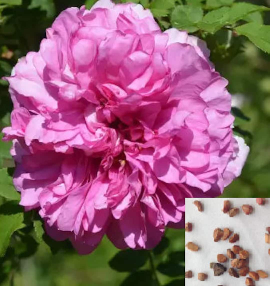 Scented Pink English Rose Seeds, Rare Bush Flower - Etsy