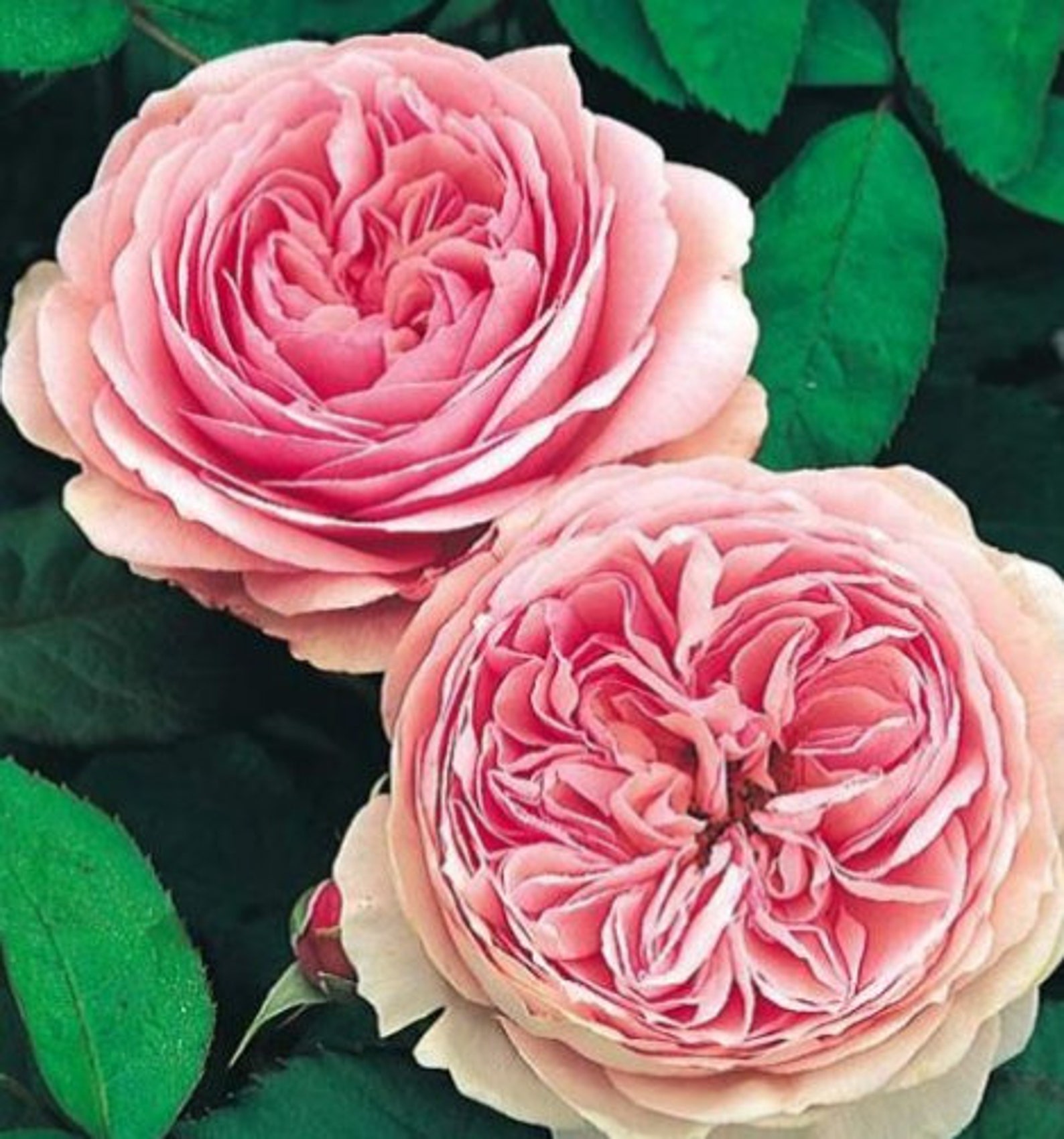 Rare Scented English PINK ROSE Tree Flower Plant 2 10 20 or - Etsy