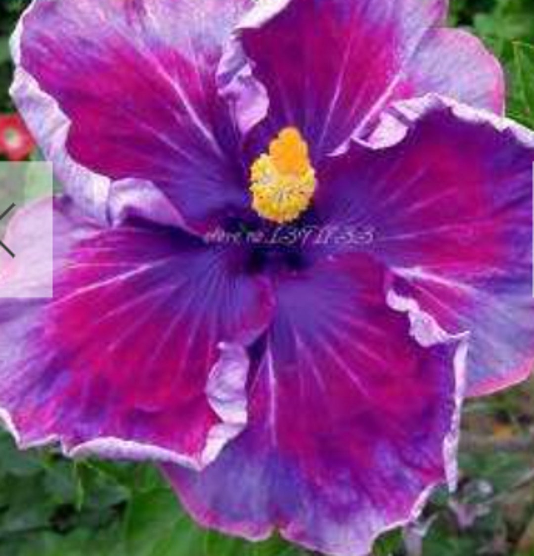 RARE Dark Purple Giant Hibiscus-gorgeous Exotic Flower ( 2,6 or 10 ...