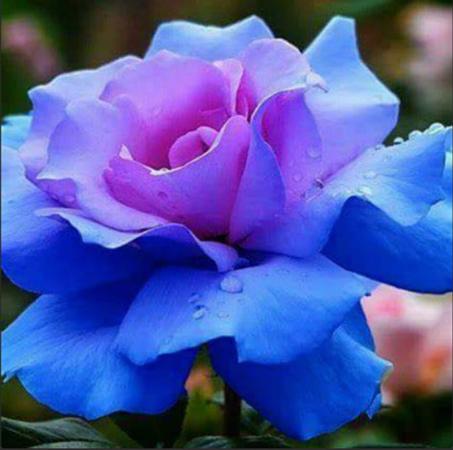 RARE Purple Blue ROSE Flowers Tree Bush31020 or 30 - Etsy