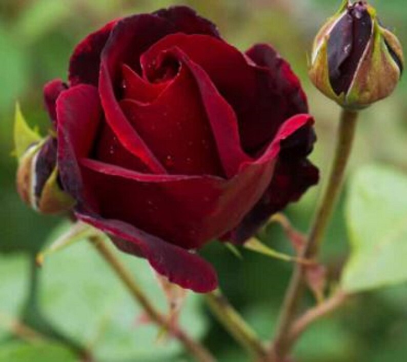 RARE- English Red Purple Rose-bush -3. 10 or 20 SEEDS -combined ...