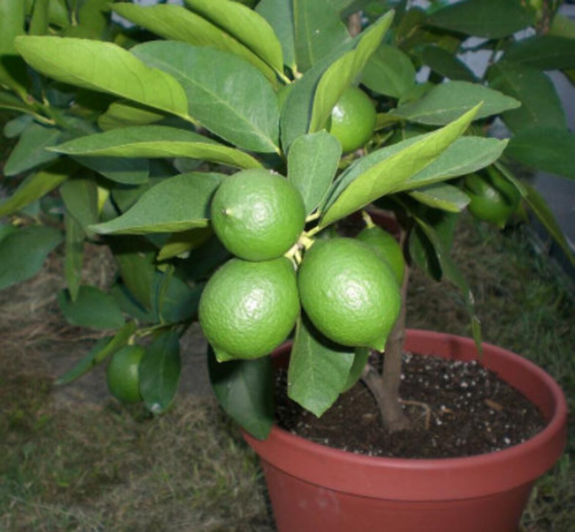 RARE Key LIME Fruit-grow Indoors in a Pot - Very Juicy Fruit- (fresh ...