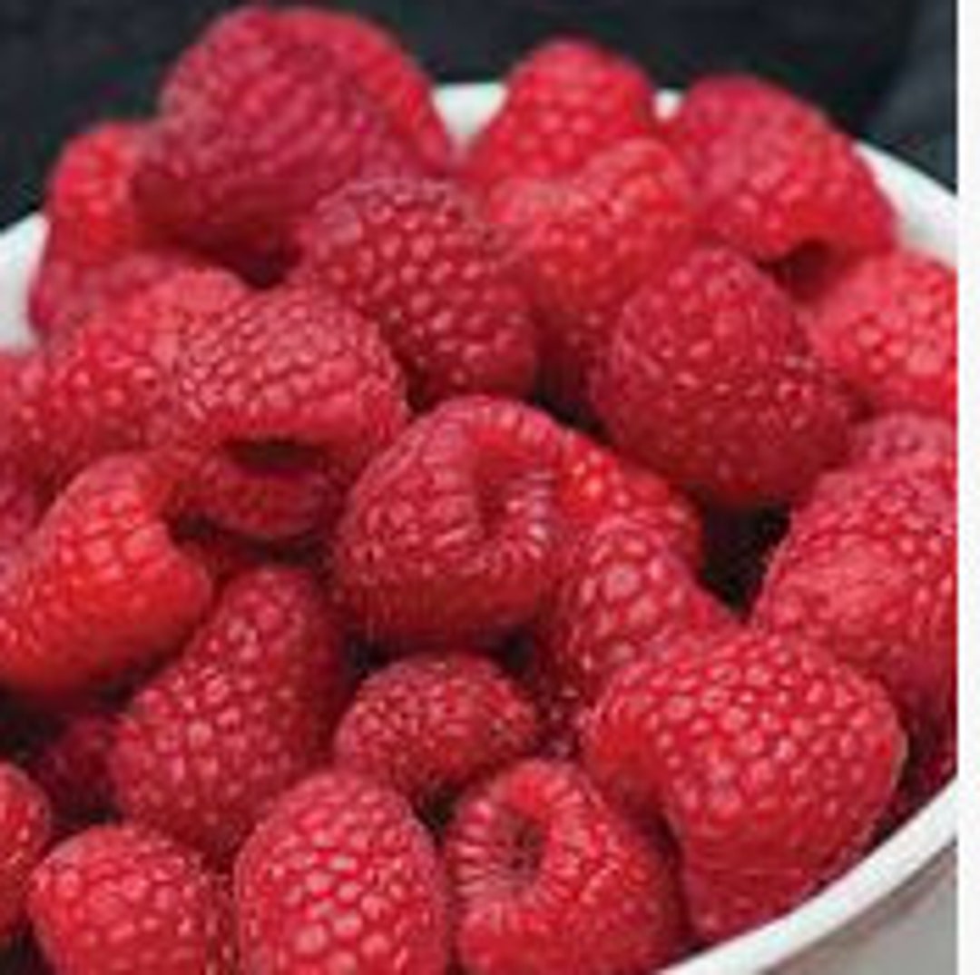 N RARE Killarney RASPBERRY Fruit Tree 5,30, 100 or 200 Seeds Combined ...