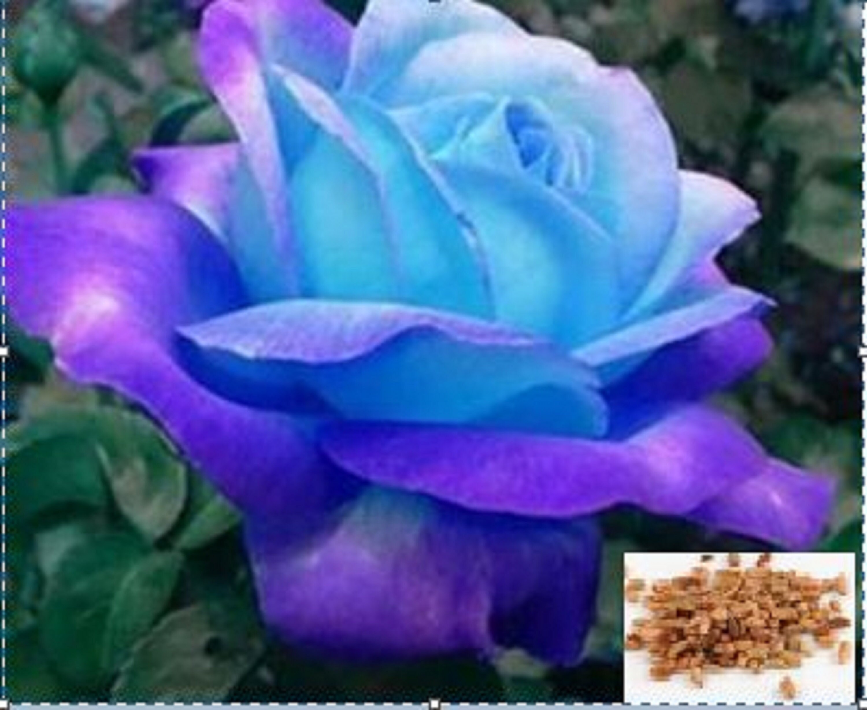 RARE Midnight Blue ROSE flower tree Bush 10 or 20 Seeds No | Etsy