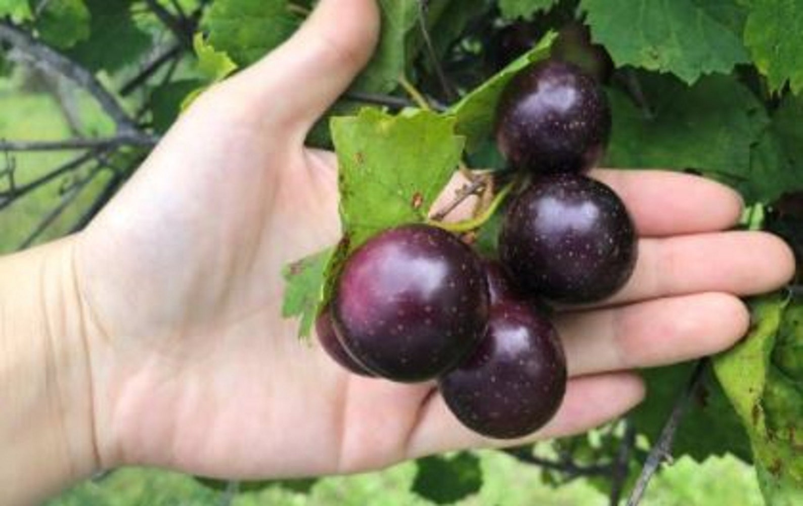 RARE Muscadine Giant GRAPES -the Largest Grapes We've Seen! Sweet ...