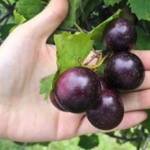 RARE Muscadine Giant GRAPES -the Largest Grapes We've Seen! Sweet ...