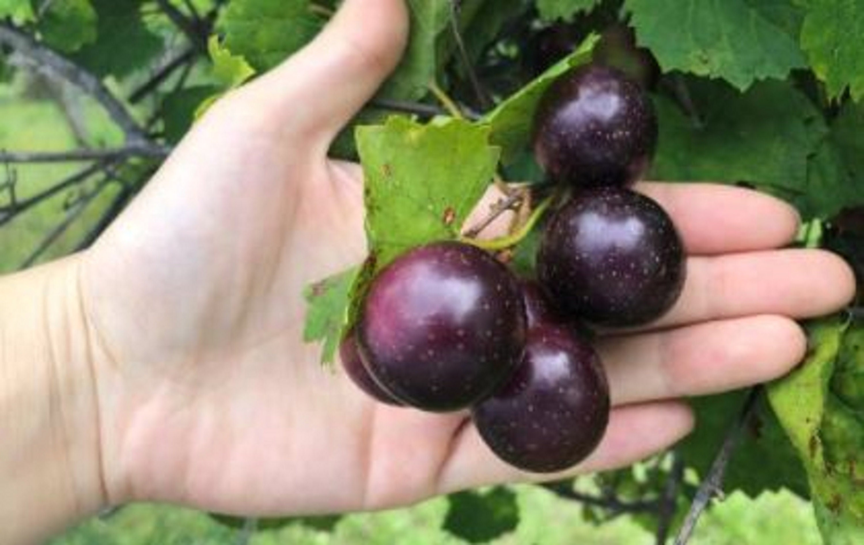 RARE Muscadine Giant Grapes 2 10 20 or 30 Seeds Fruit Tree - Etsy