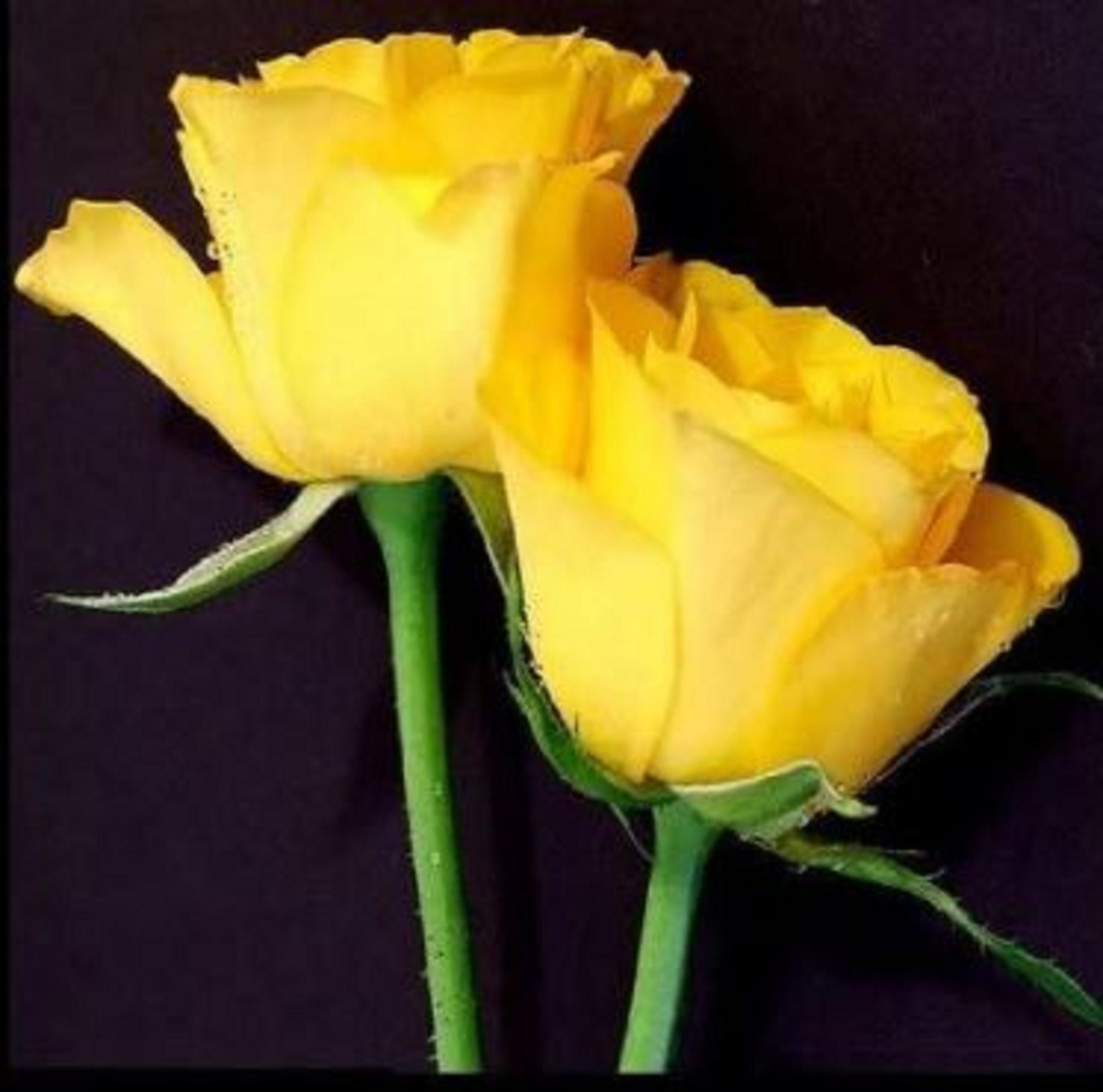 RARE YELLOW ROSE Flower Tree Bush (2, 10 or 20 )seeds (no Plant ...