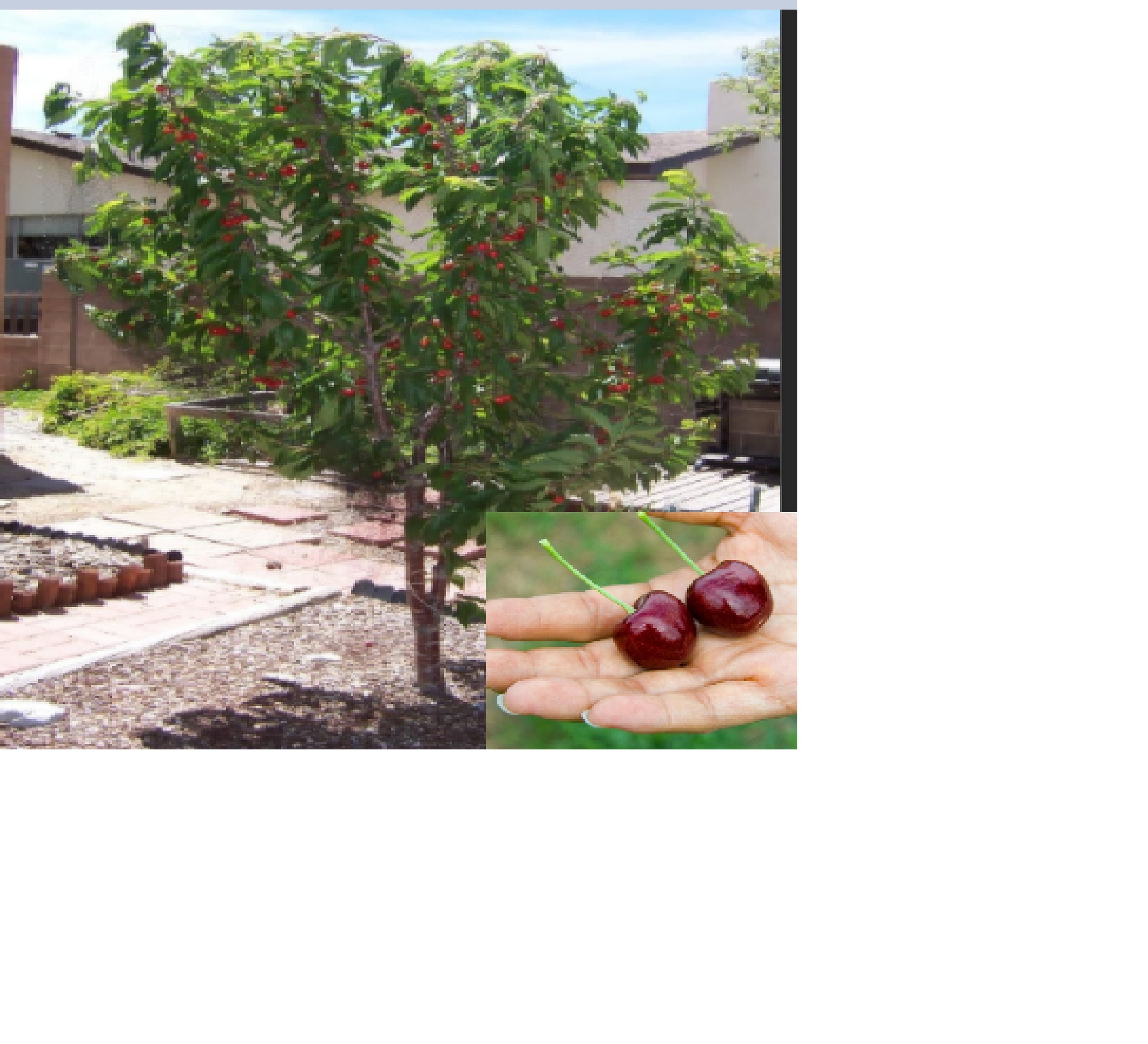 Dwarf Lapins Cherry Tree For Sale Good Quality | instrumentation.kmitl ...