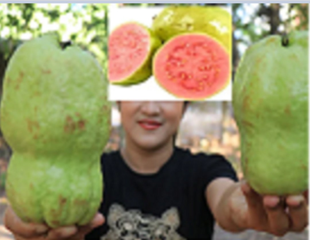 Rare GIANT GUAVA Fruit Plant 5, 30 or 100 Seeds-combined Shipping ...