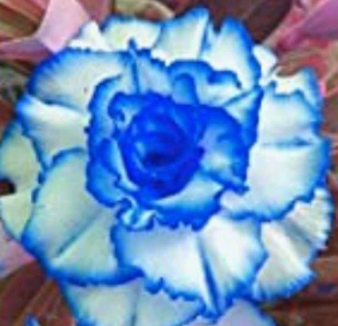 Rare-desert ROSE Triple Crown( Adenium Obesum) -grow Indoors or Out 2 ...