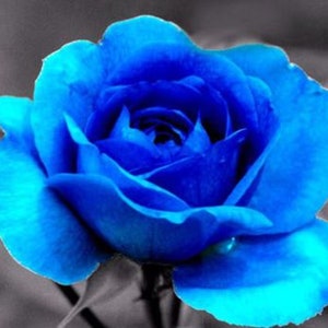 RARE Ghost Blue ROSE Flower Tree Bush (3,10, 20 or 30 Seeds) (no Plant ...