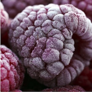 RARE Purple Royalty Raspberry Fruit Tree 5, 30 ,100 or 200 Seeds(no ...