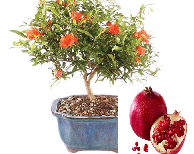 RARE Bonsai DWARF POMEGRANATE Tree Fruit 5 15 or 30 Seeds - Etsy