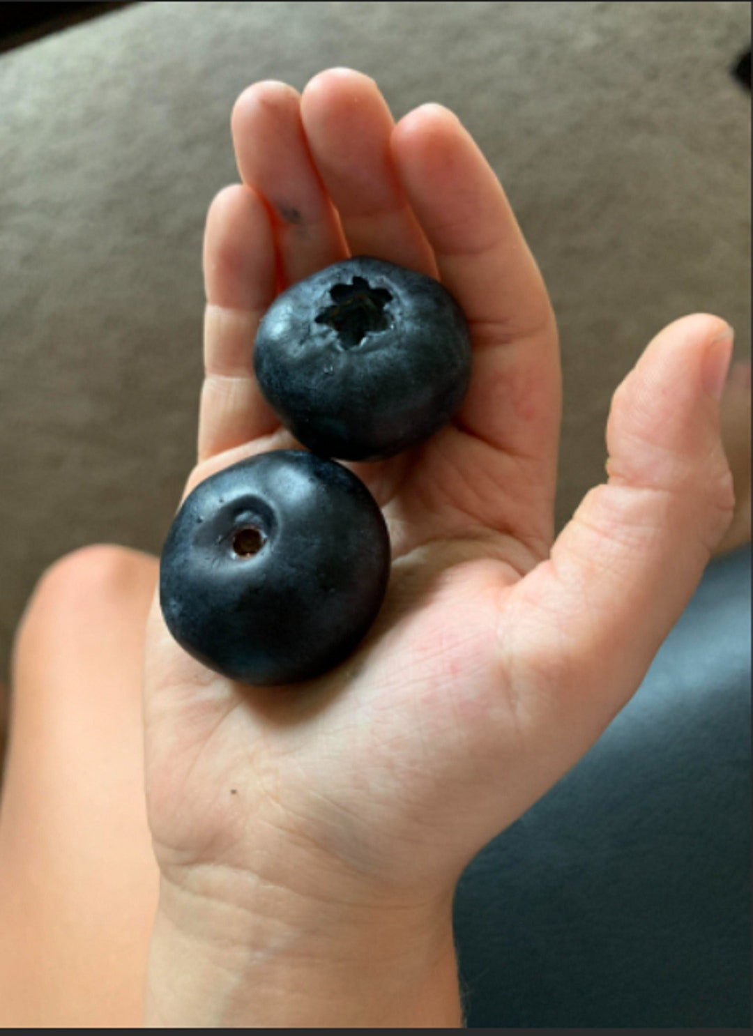RARE Giant Titan BLUEBERRIES 3,10.40 ,100 0r 200 Seeds-very Sweet ...