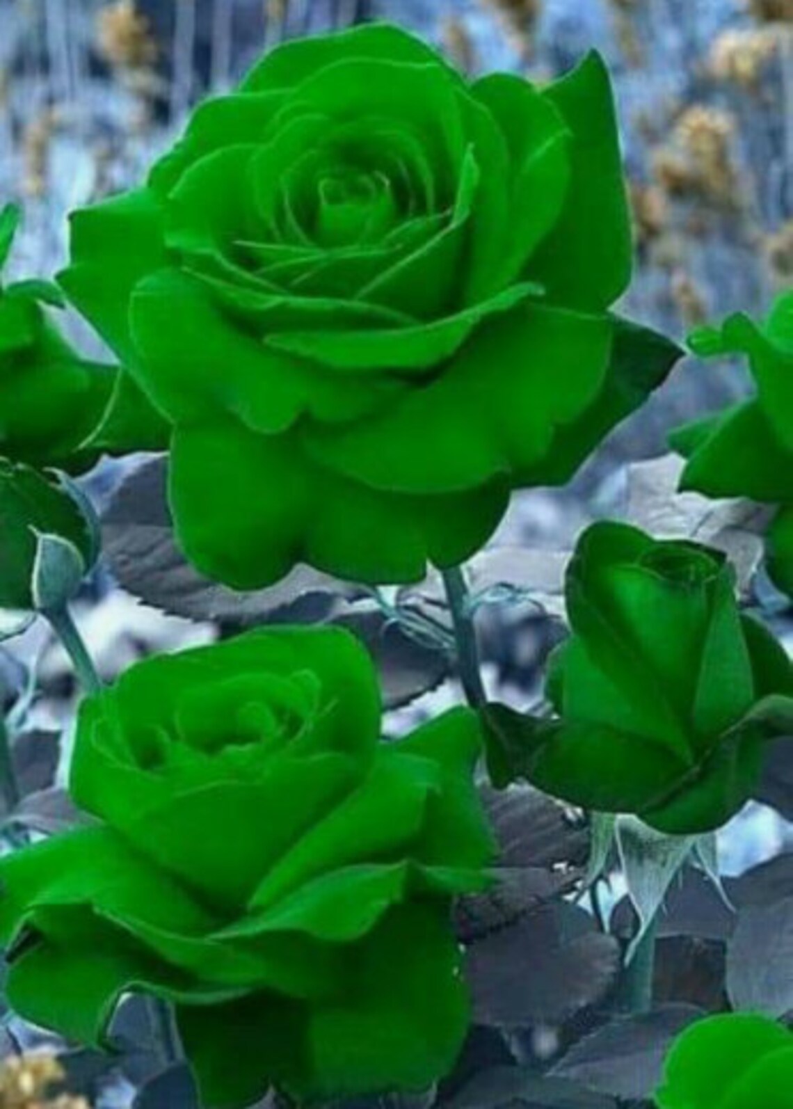 Rare GREEN ROSE Flower Tree Plant 2 10 or 20 SEEDS - Etsy