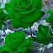 Rare GREEN ROSE Flower Tree Plant 2 10 or 20 SEEDS - Etsy