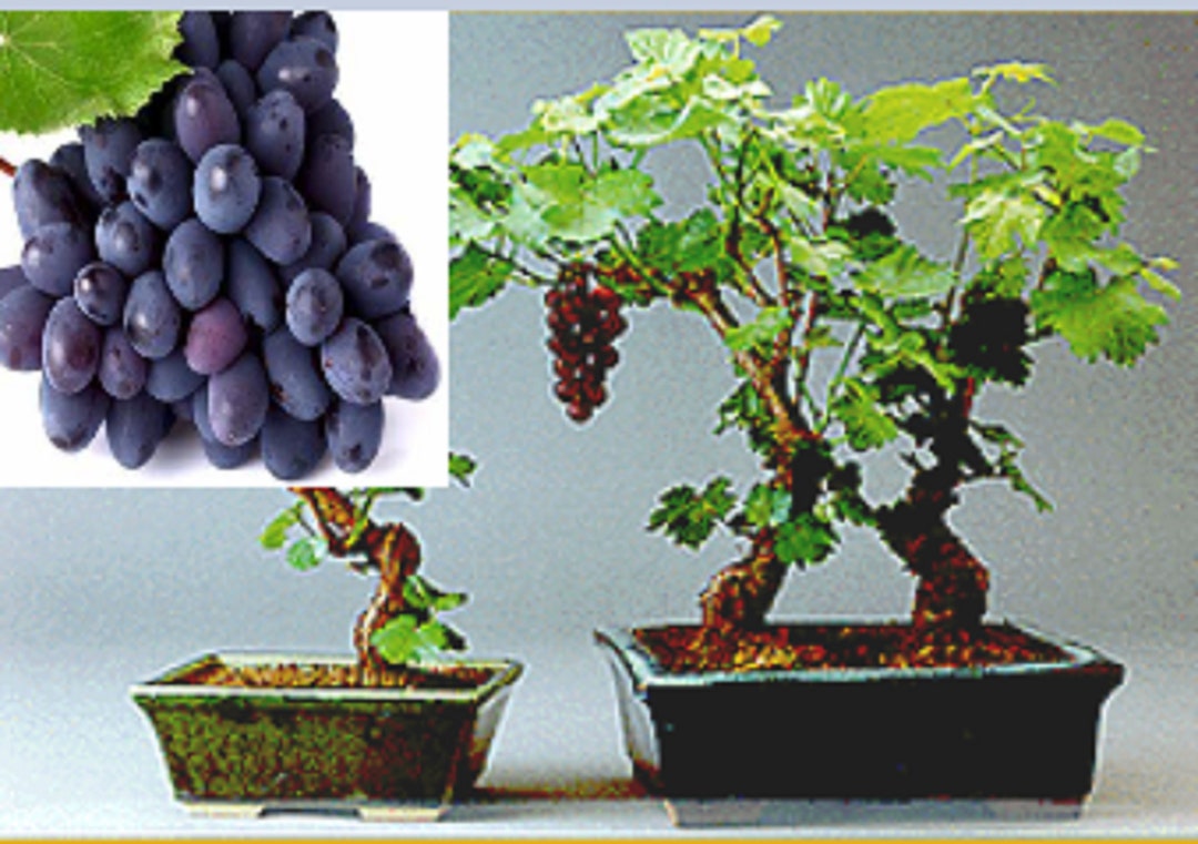 N RARE Dwarf MINIATURE Grapes (3, 10 or 30 SEEDS + Instructions) Fruit ...