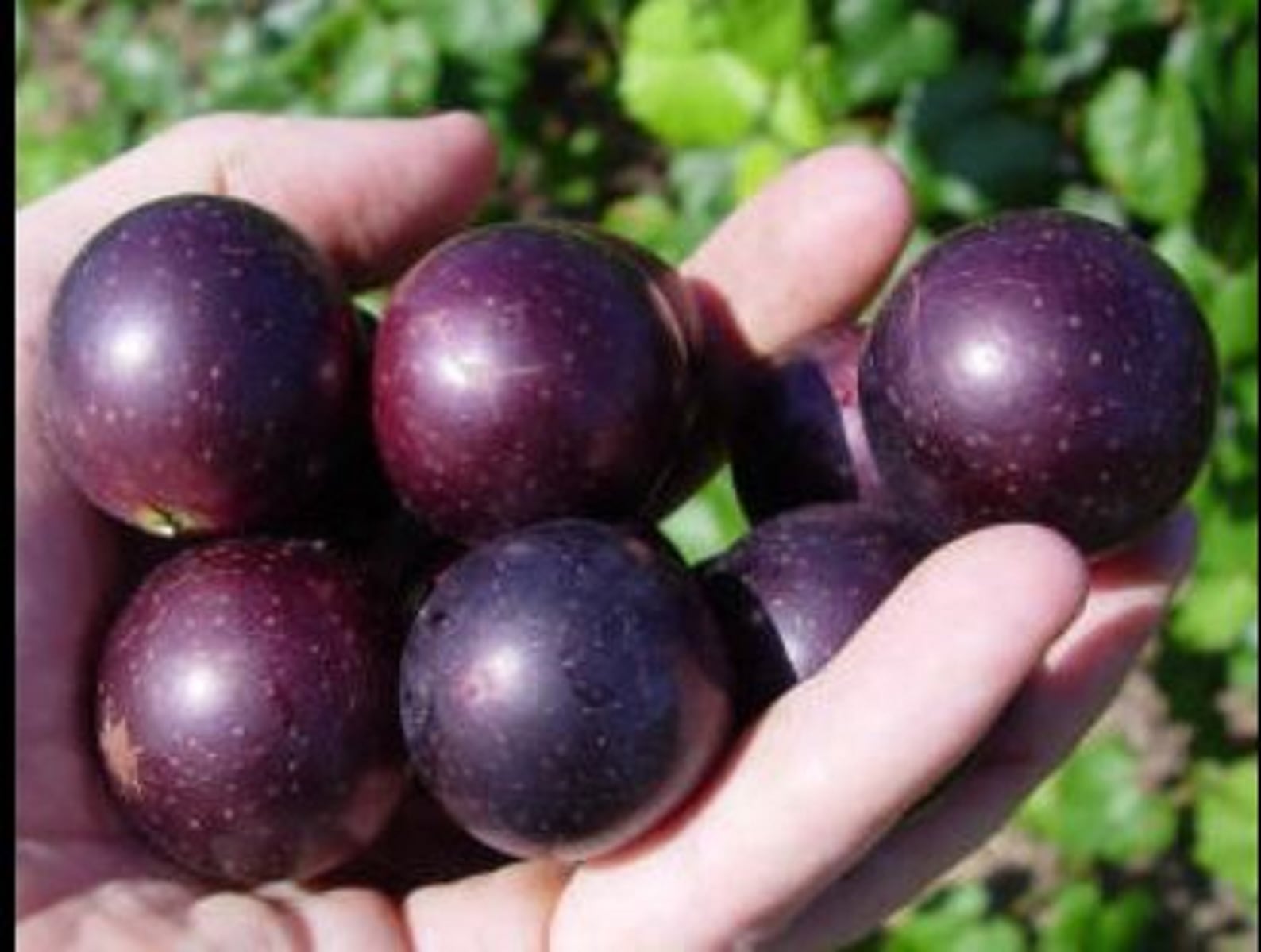 RARE Giant Green Tame Muscadine Grapes (very Swee )(2 ,10 or 30 SEEDS ...