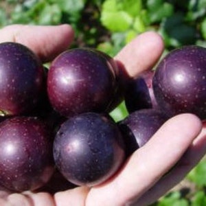 RARE Muscadine Giant GRAPES -the Largest Grapes We've Seen! Sweet ...