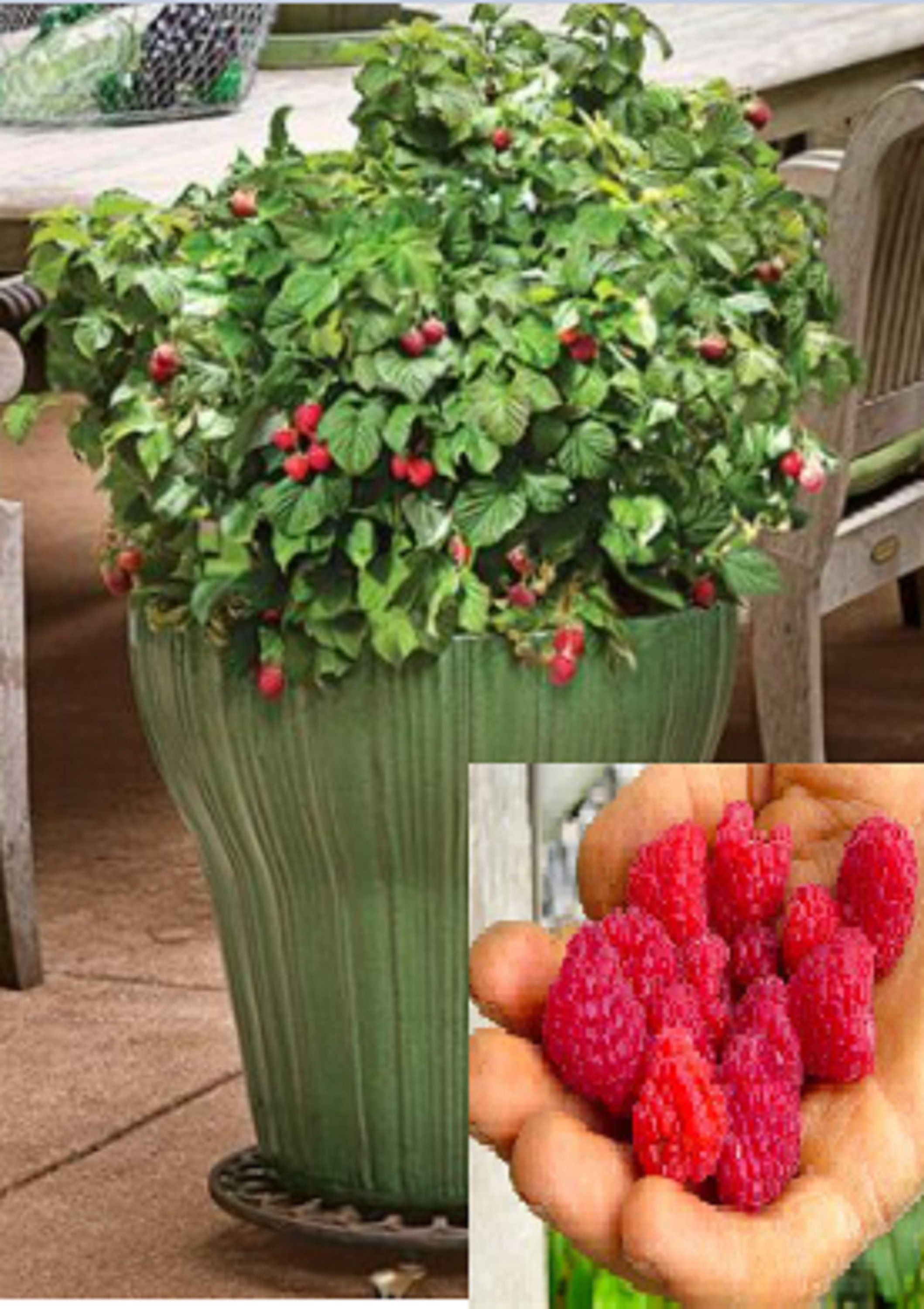 Raspberry Fruit Tree
