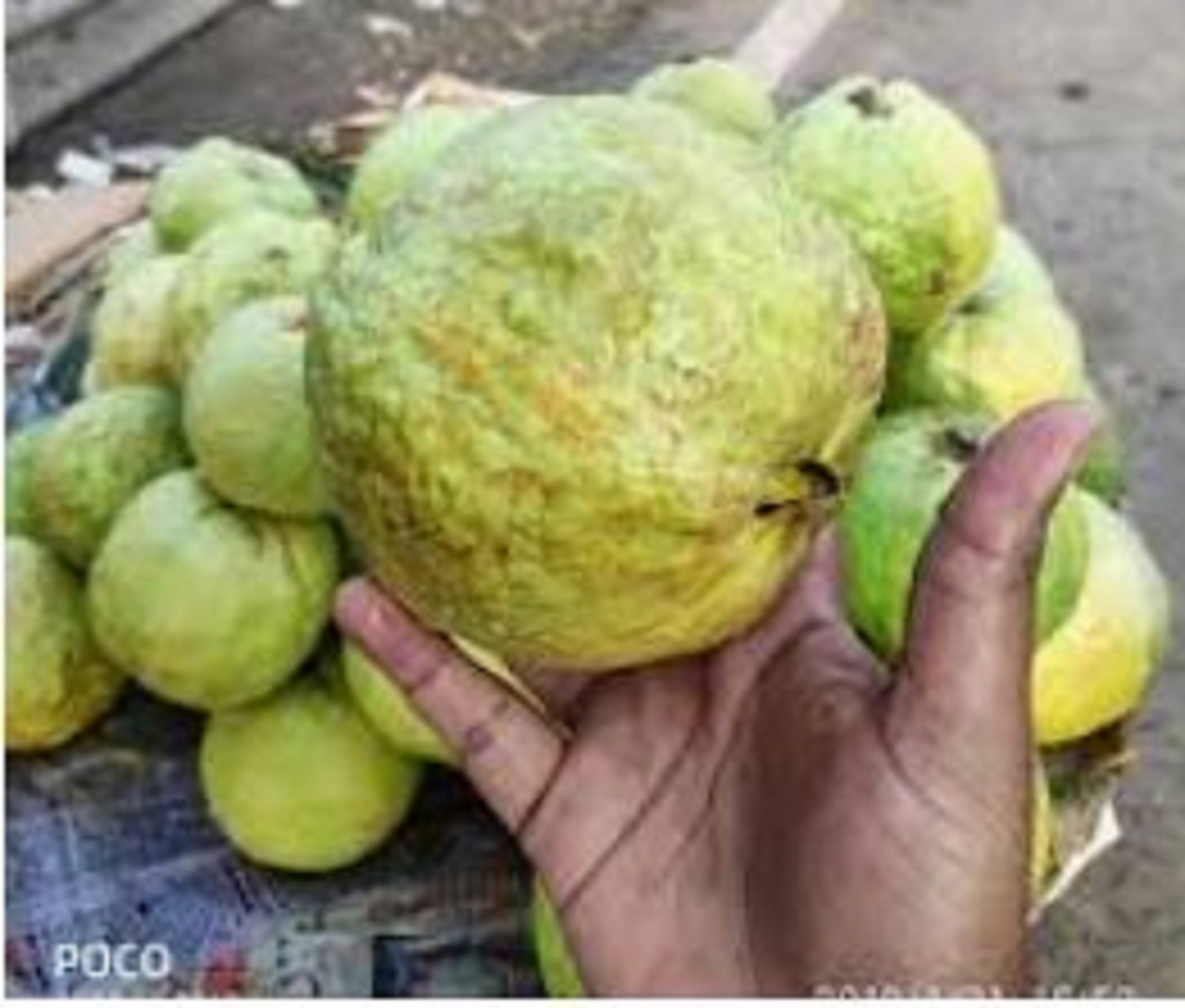 Rare GIANT GUAVA Fruit Plant 3 10 or 30 Seeds-combined - Etsy