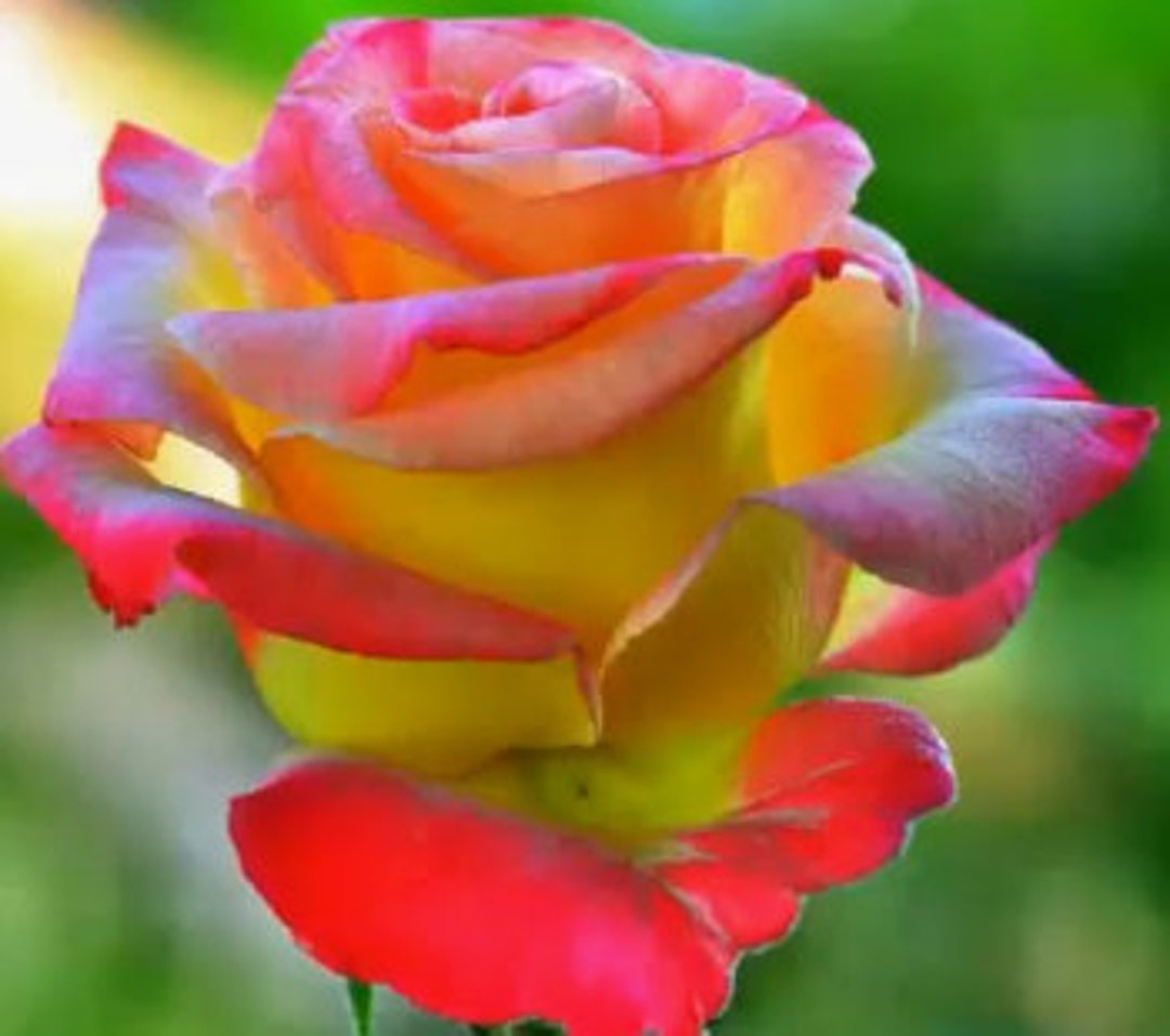 RARE Multi-color ROSE Flower Bush Plant (3,10, 20 or 30 SEEDS ...