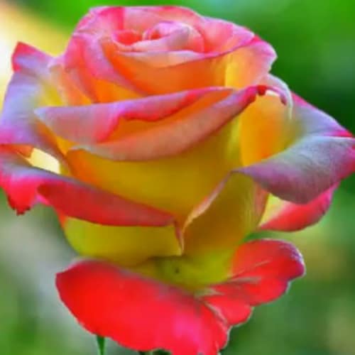 RARE Midnight Blue ROSE Flower Tree Bush 3 .10 ,20 or 30 Seedsno Plant ...