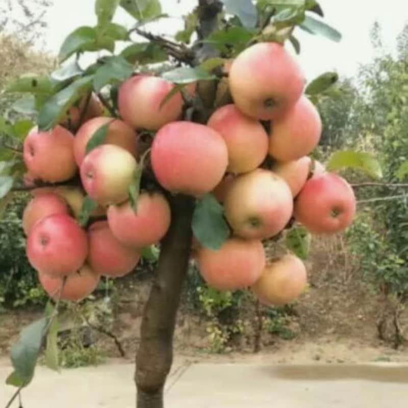 Transparent Apple Tree - Etsy