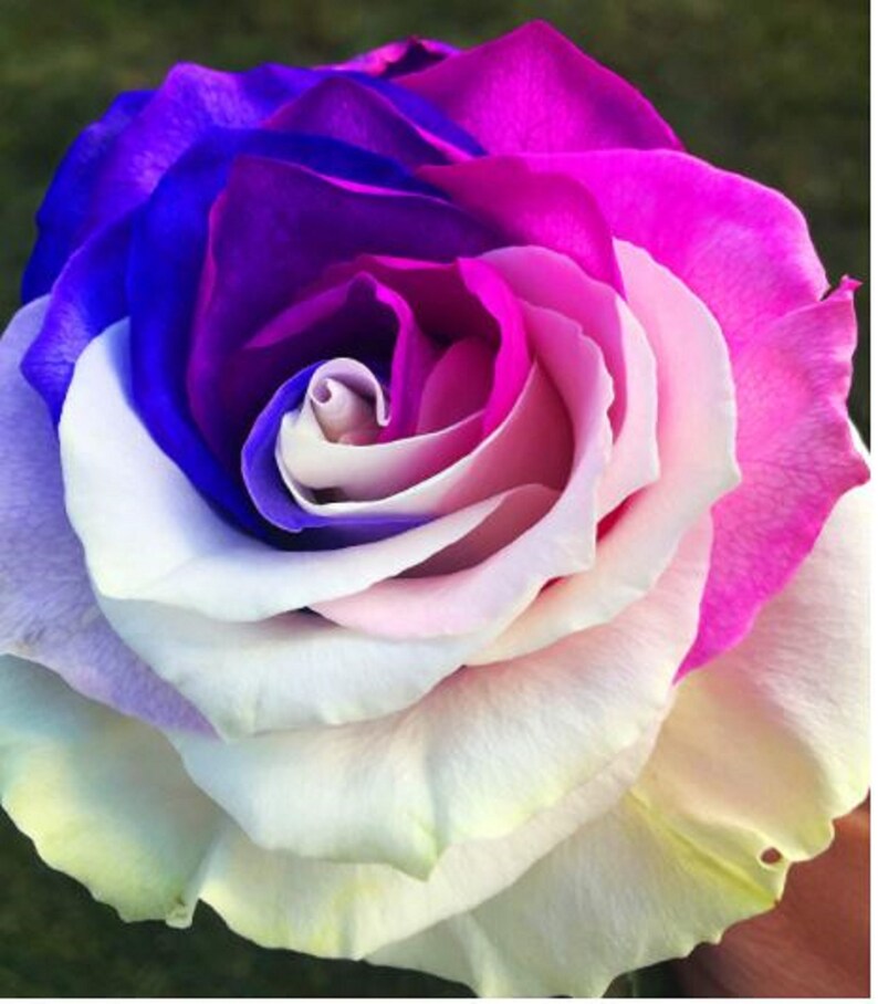 RARE Multi-color ROSE Flower SEEDS -gorgeous and Aromatic Flower Plant ...