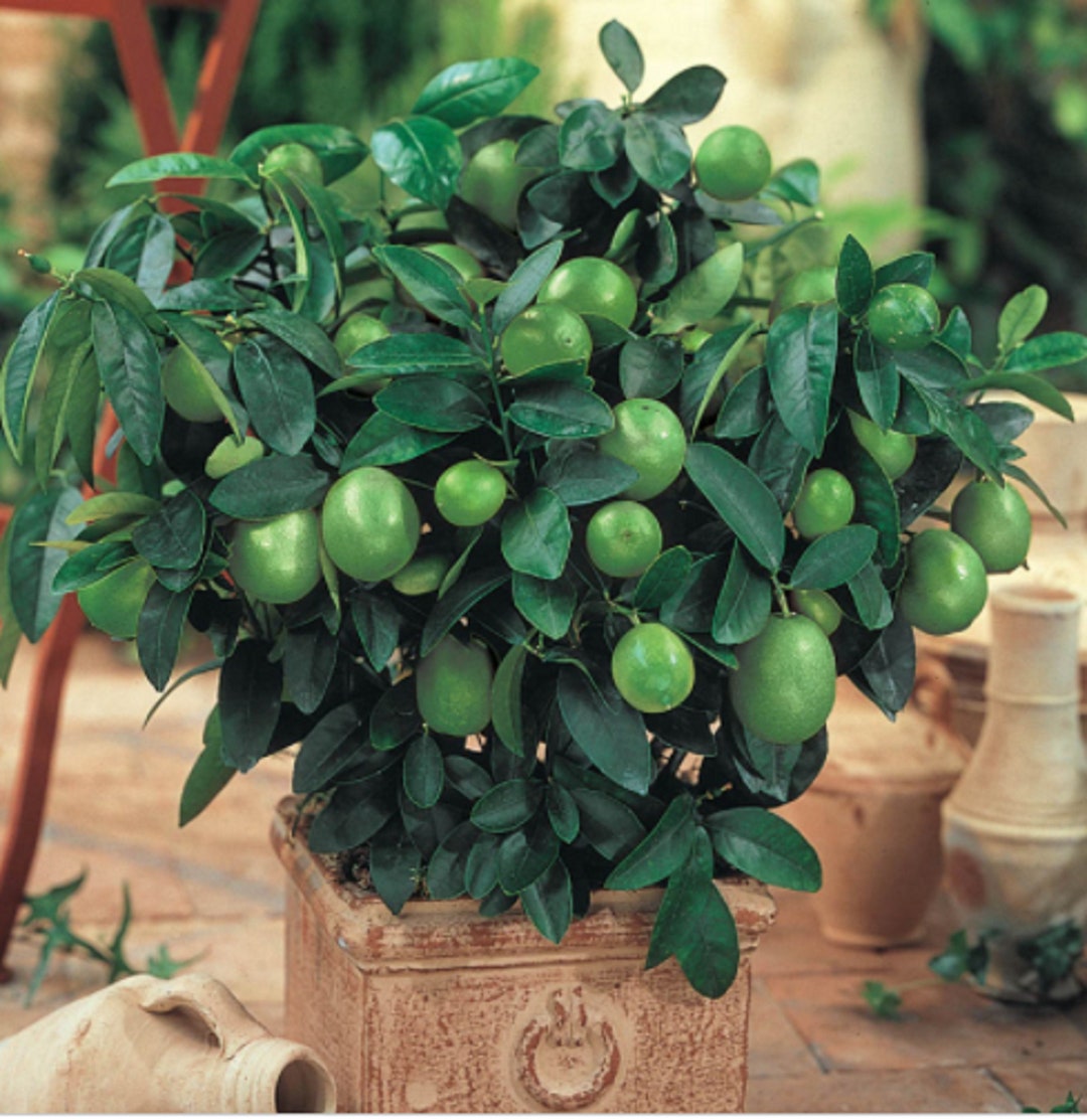 RARE Dwarf Key Lime-grow Indoors in a Pot or Out-very Juicy Fruit (2.5 ...