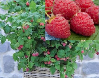 RARE Blue Pink ROSE Flower-gorgeous & Aromatic Plant 210 - Etsy