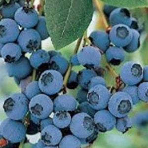 RARE Giant Titan BLUEBERRIES 3,10.40 ,100 0r 200 Seeds-very Sweet ...