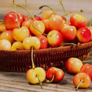 Rare Royal Ann CHERRY Fruit Tree 2,6 Or10 Seeds-great for Growing ...