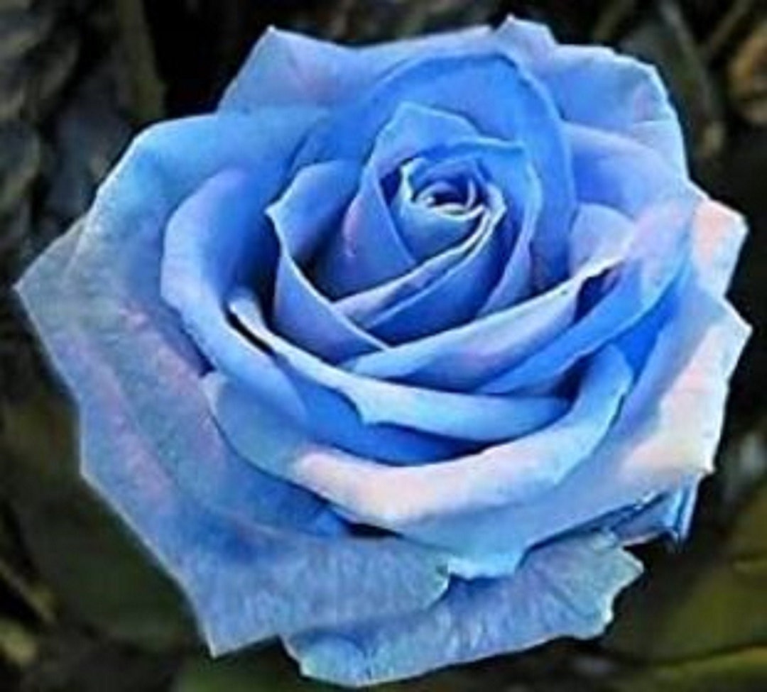 RARE Light Blue ROSE Flower Tree Bush( 3 .10, 20 or 30 Seeds(no Plant ...