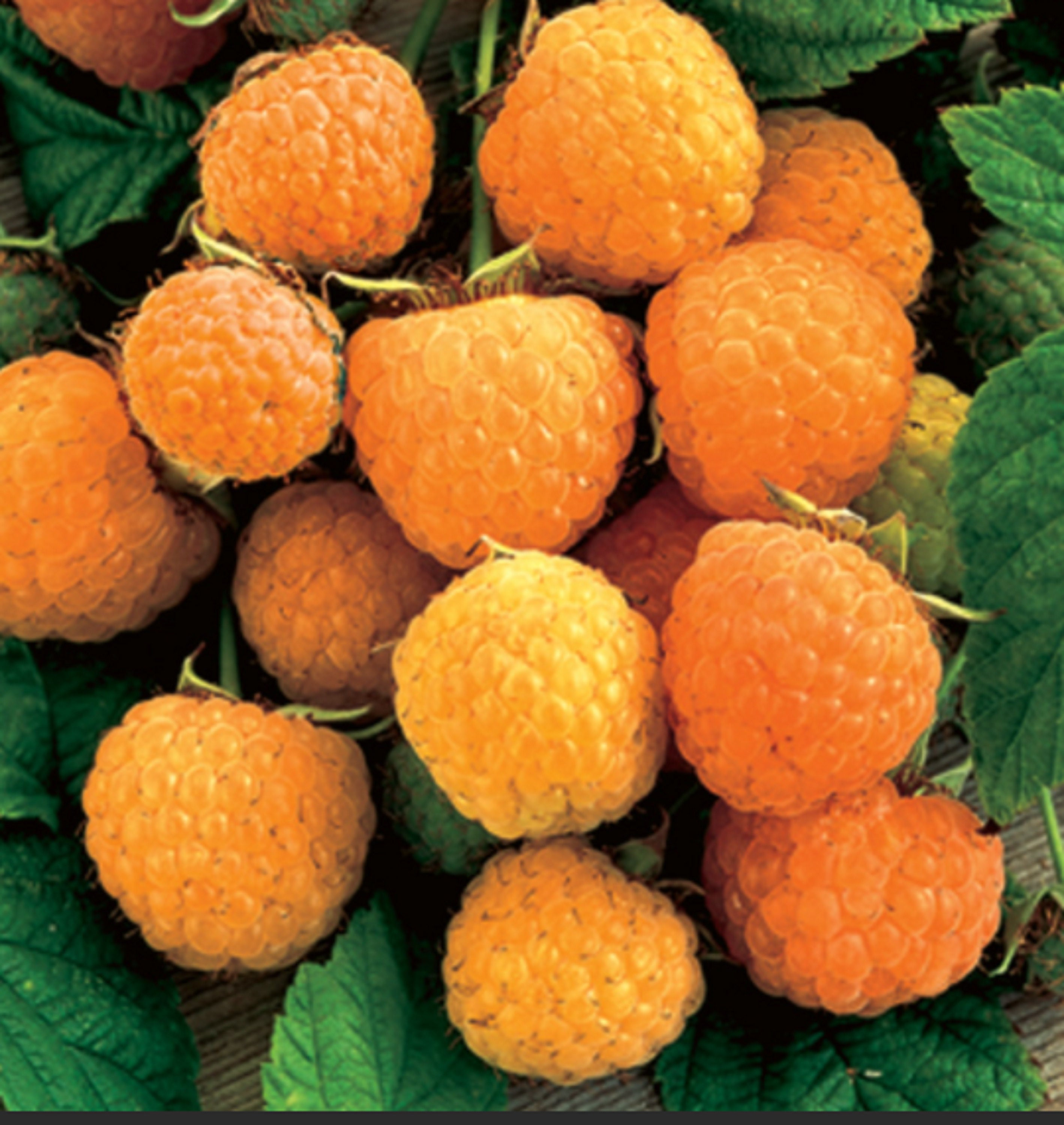 RARE Anne Yellow Raspberry Fruit Tree 3, 30 ,60 ,100 or 200 SEEDS (no ...