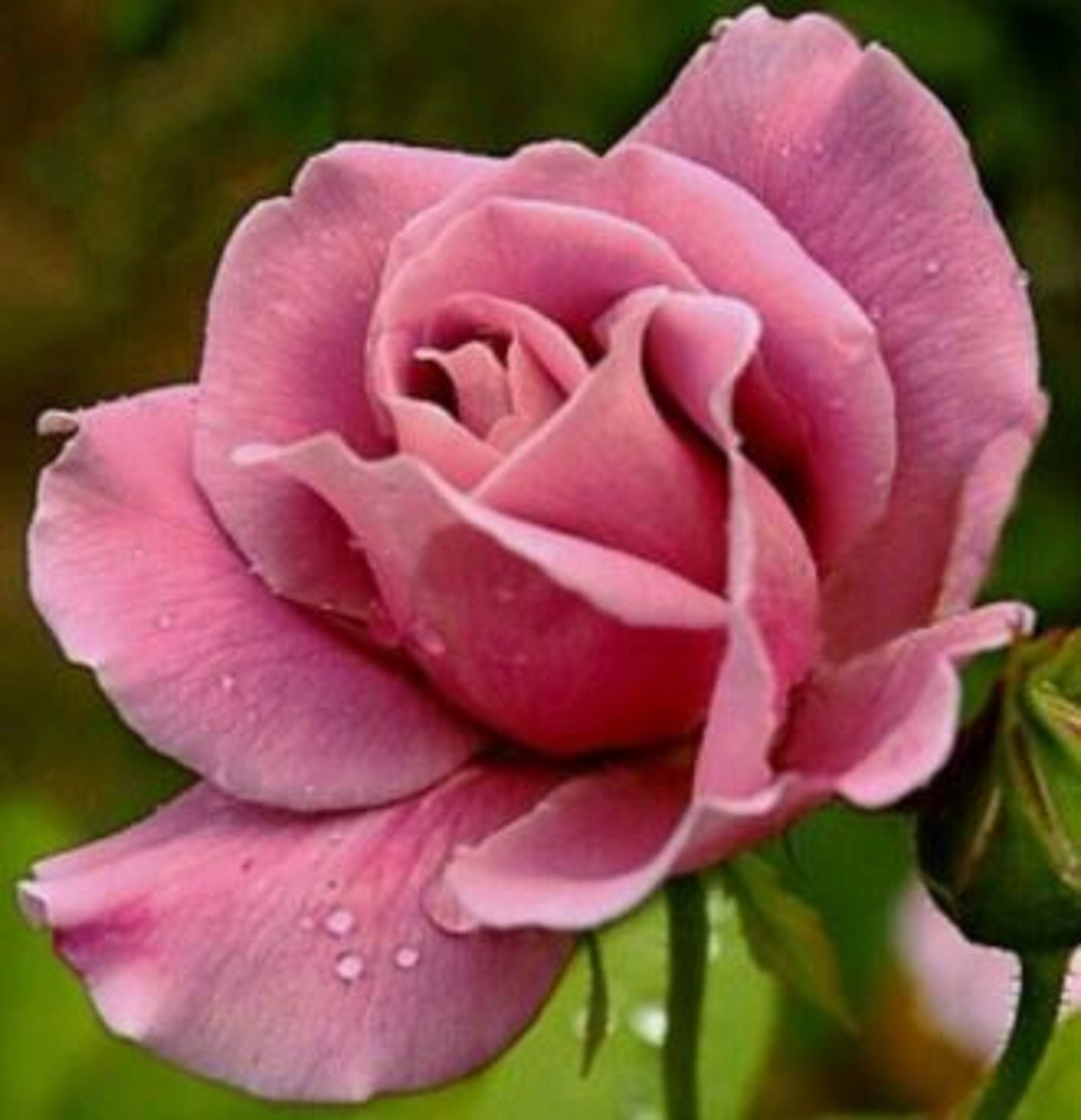 RARE English Pink ROSE Flower Tree Bush (3, 10, 20 or 30 )SEEDS (no ...