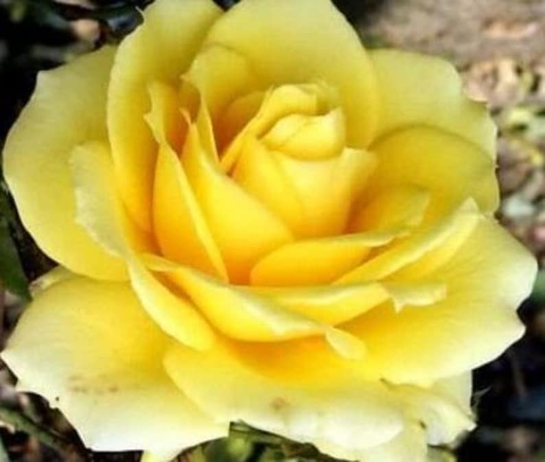 RARE YELLOW ROSE Flower Tree Bush 2 10 or 20 seeds no - Etsy
