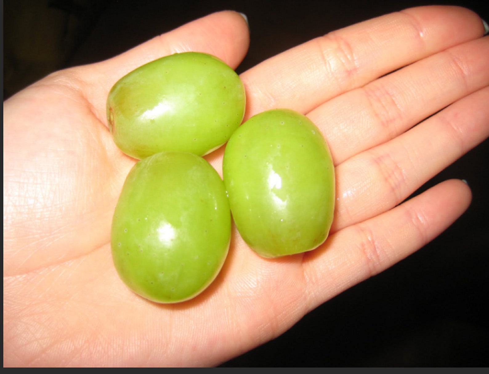 RARE Giant Green Tame Muscadine Grapes (very Swee )(2 ,10 or 30 SEEDS ...