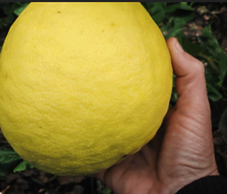 RARE Giant LEMON Ponderosa--the Largest Lemon We've Seen ! (2, 6 or 10 ...