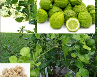 SEEDS RARE LIME Fruit 5 Seeds no Plant grow in or Out | Etsy