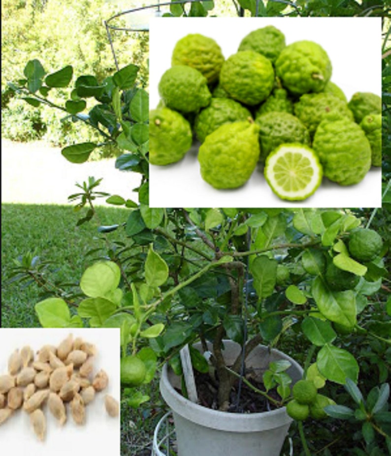 RARE Kaffir Lime-grow Indoors in a Pot or Out (2,5 or 10 SEEDS) Very ...
