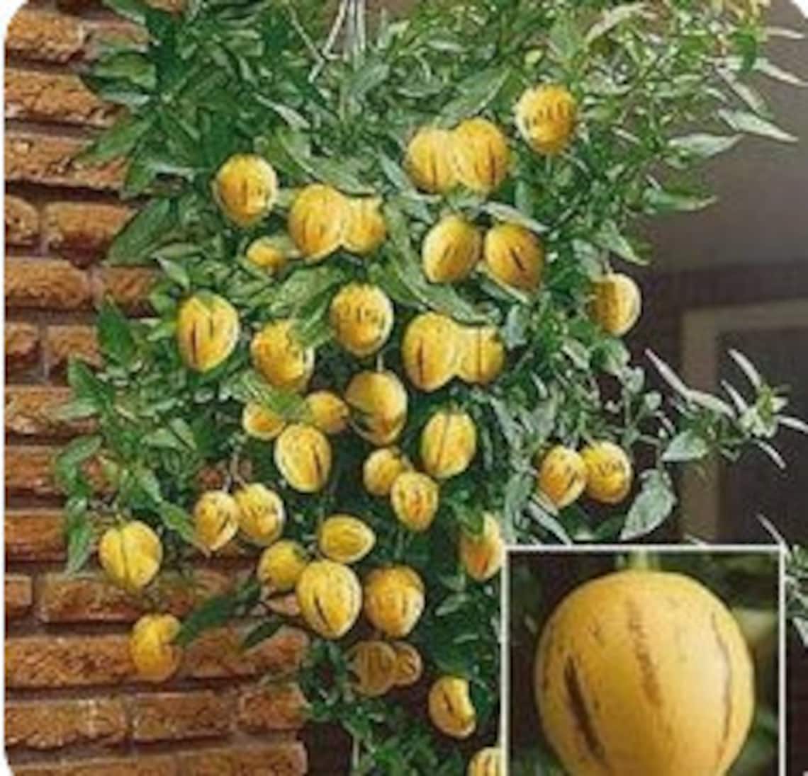 RARE MINI MELON 10 Seeds Combined shipping Pay shipping | Etsy