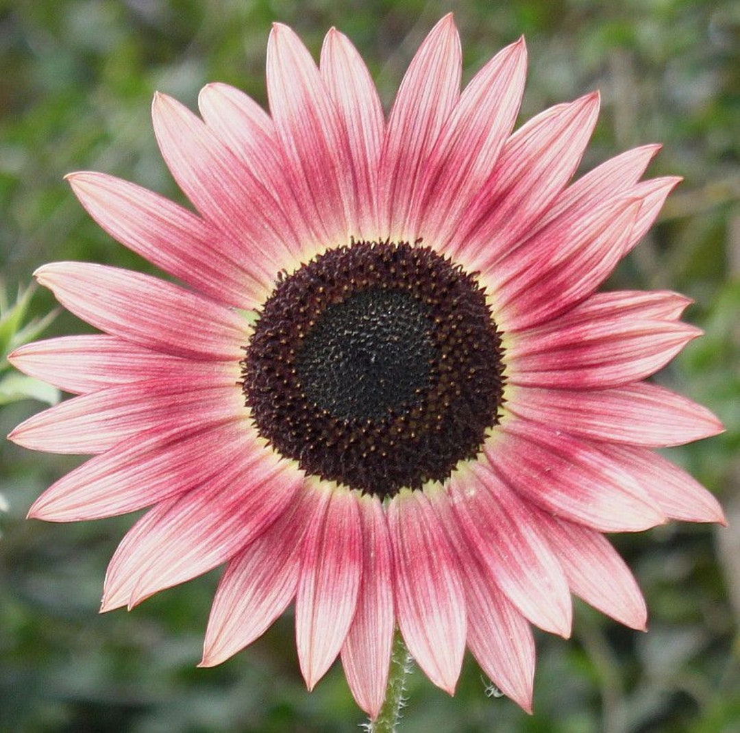 RARE- Bright Pink SUNFLOWER 3, 6 0r 10 SEEDS (shipping Discount (pay ...